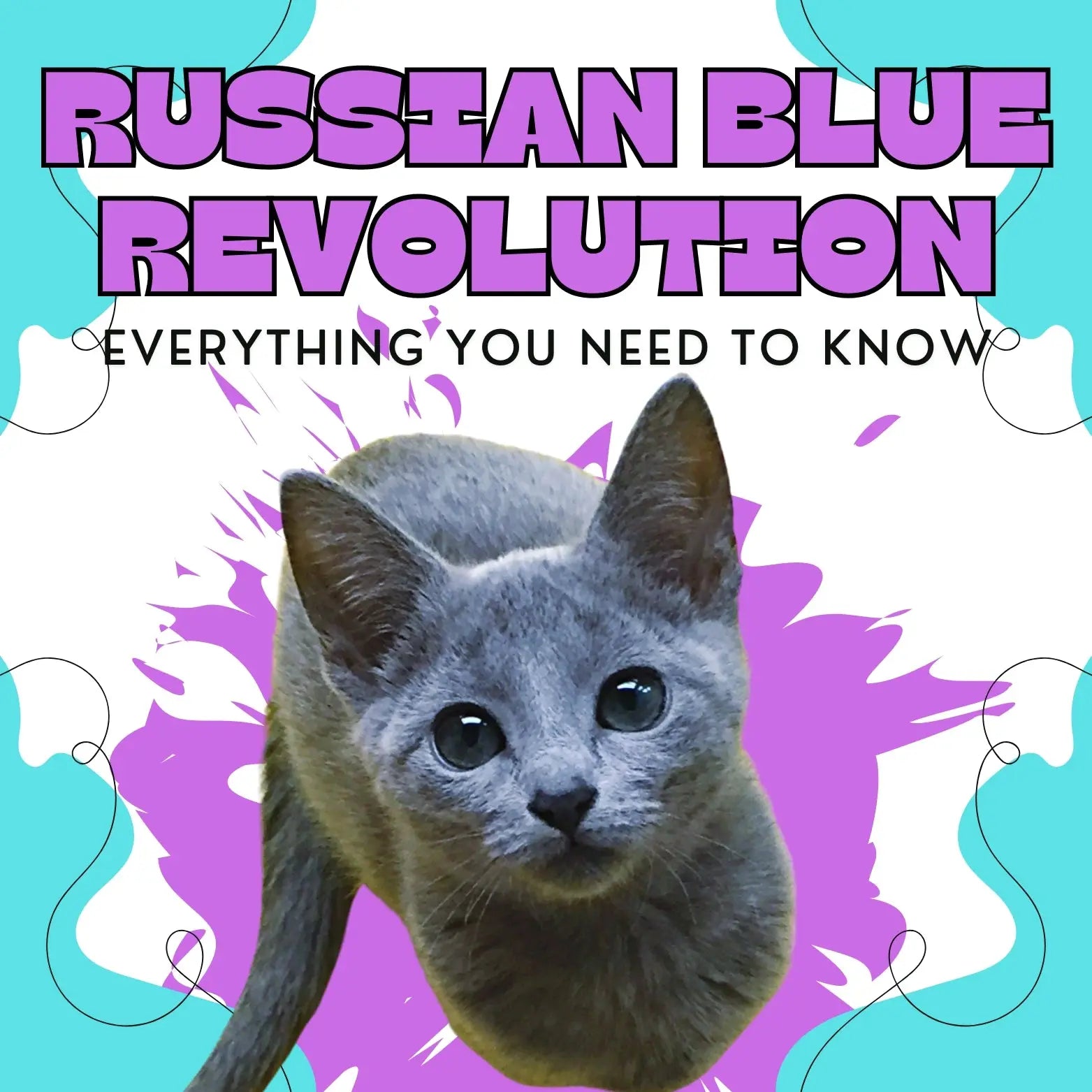 Discover the Magic of Russian Blue Cats