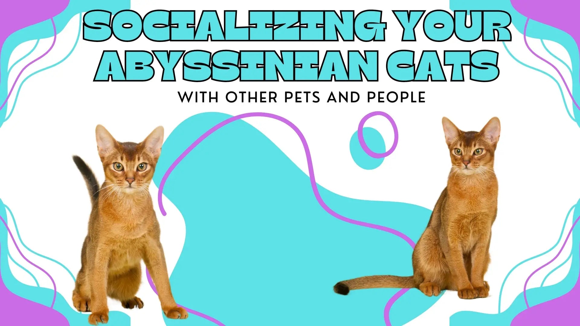 Boost your Abyssinian Cat's Social Skills Today!