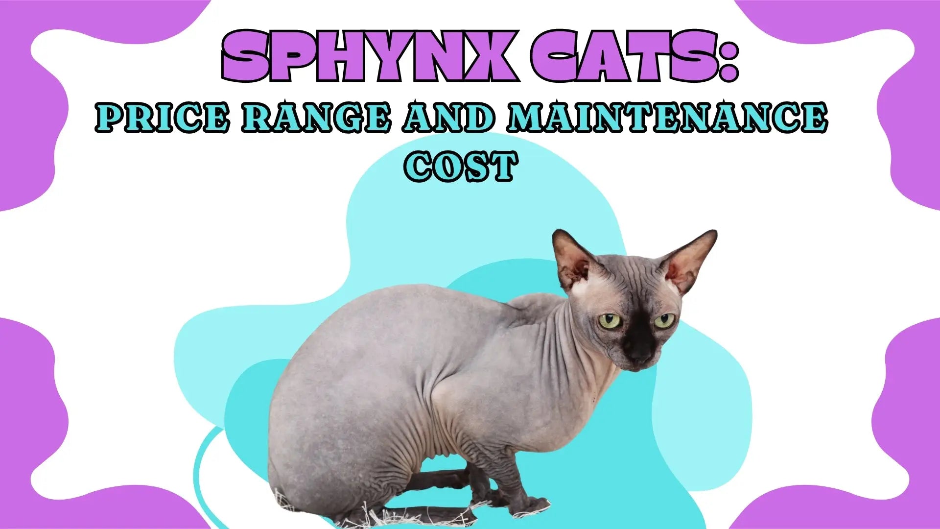 Sphynx Cat Prices and Care for Adorable Kitties