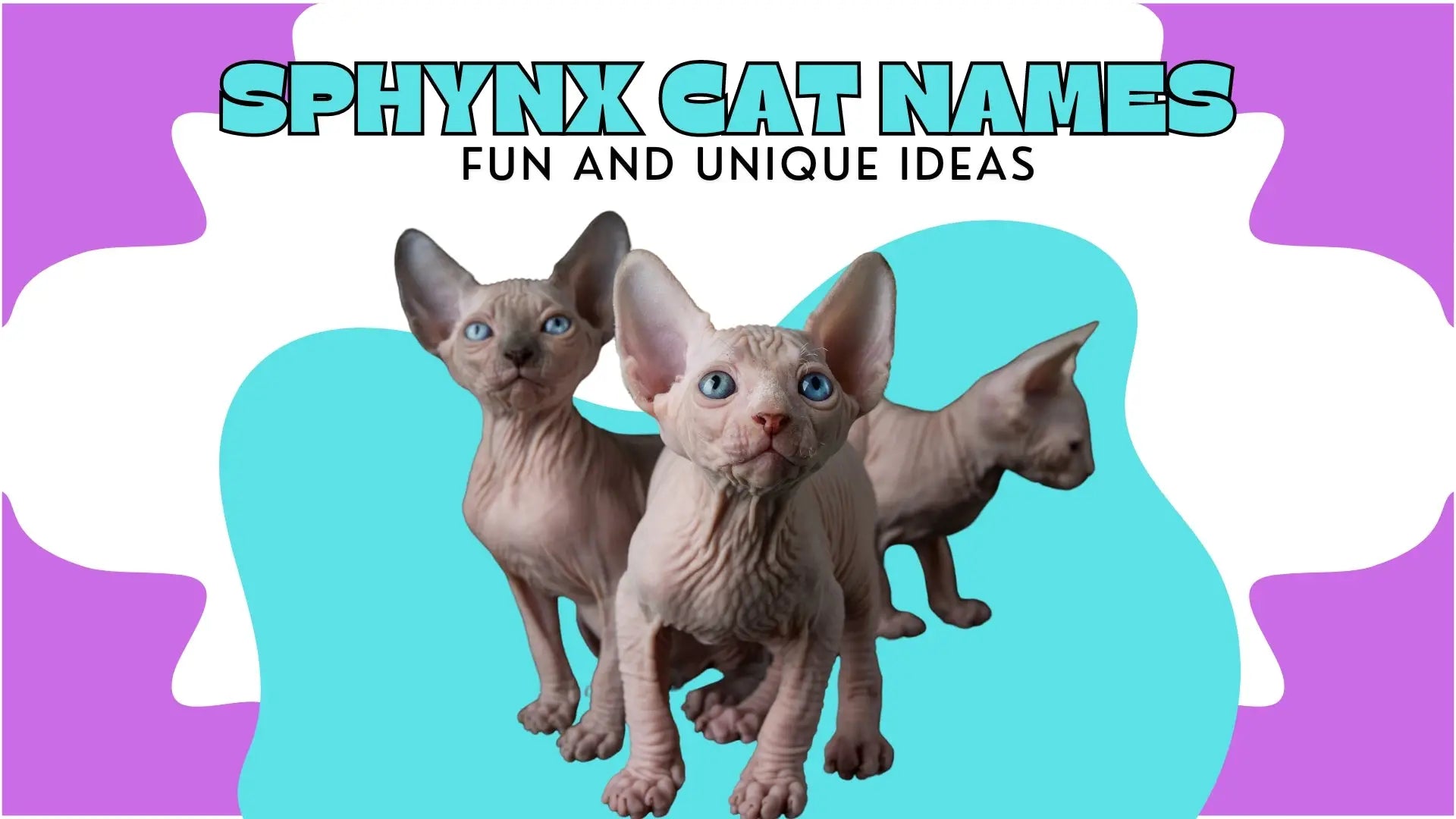 Unique Sphynx Cat Names that Spark Joy and Fun!