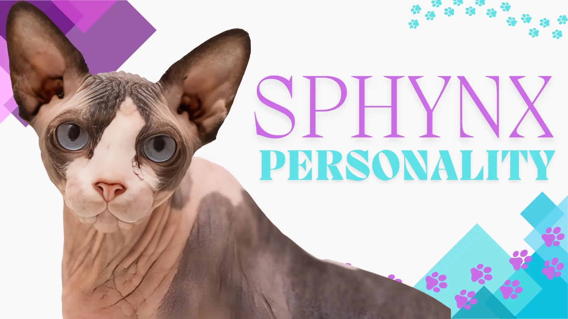 Discover the Unique Personality Traits of Sphynx Cats!