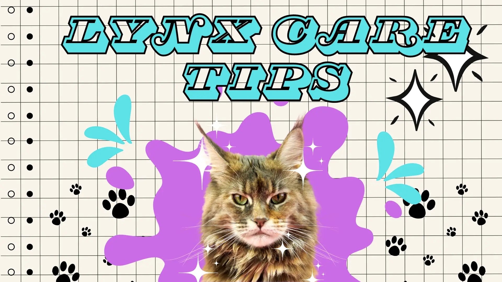 Ultimate Maine Coon Lynx Care Tips Unveiled