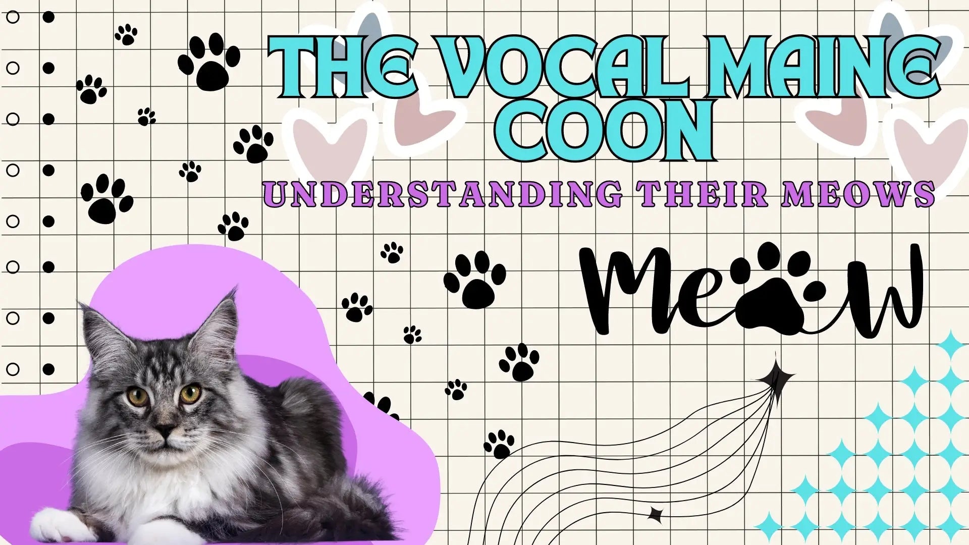 Discover the Vocal Maine Coon's Unique Meows!