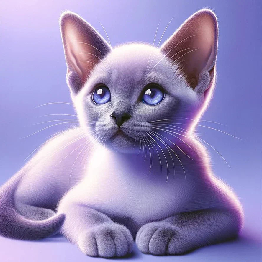 European Burmese Kittens in Massachusetts - Find Your Dream Kitten