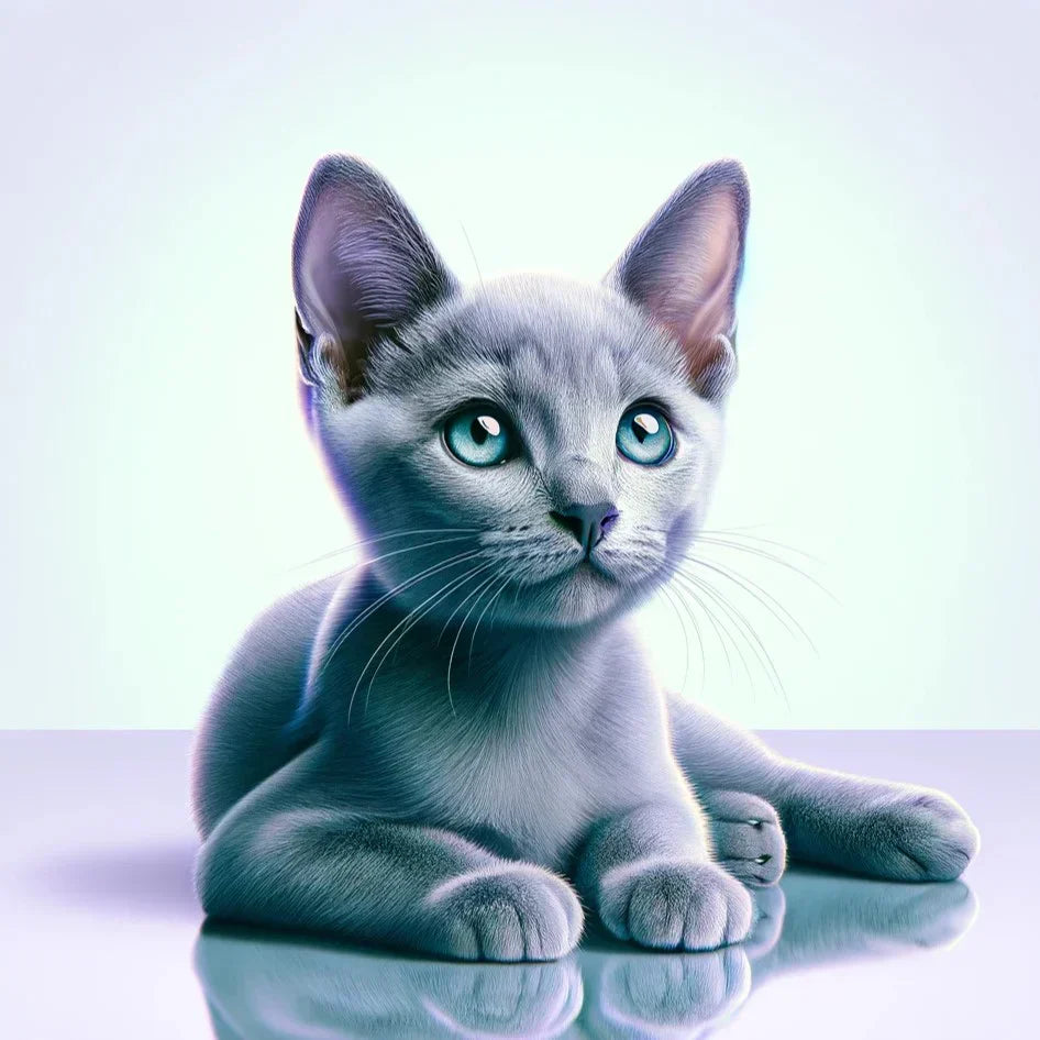 Korat Kittens in DC - Find Your Dream Kitten