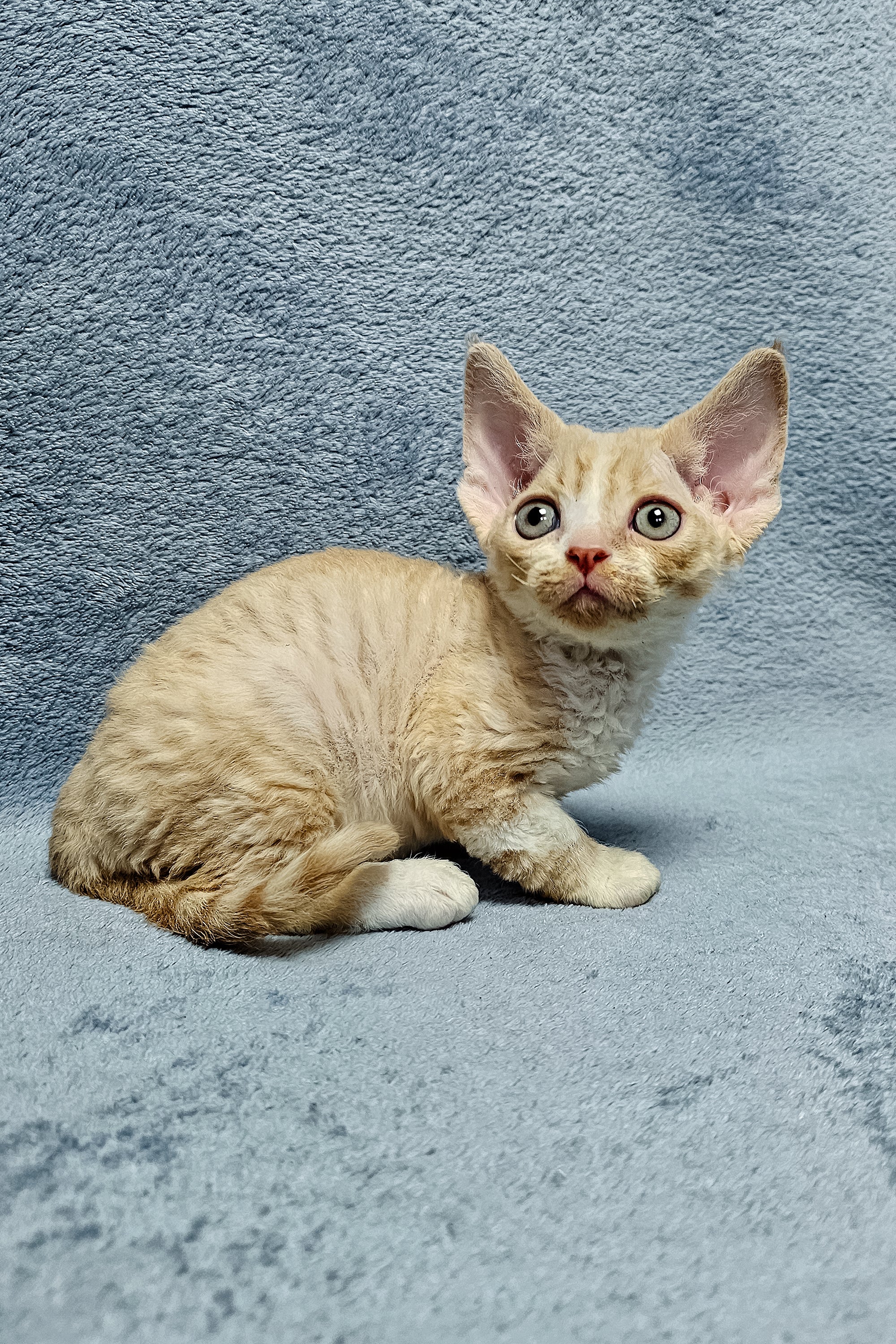 Adorable Aron: your Perfect Devon Rex Kitten – Purebred Kitties