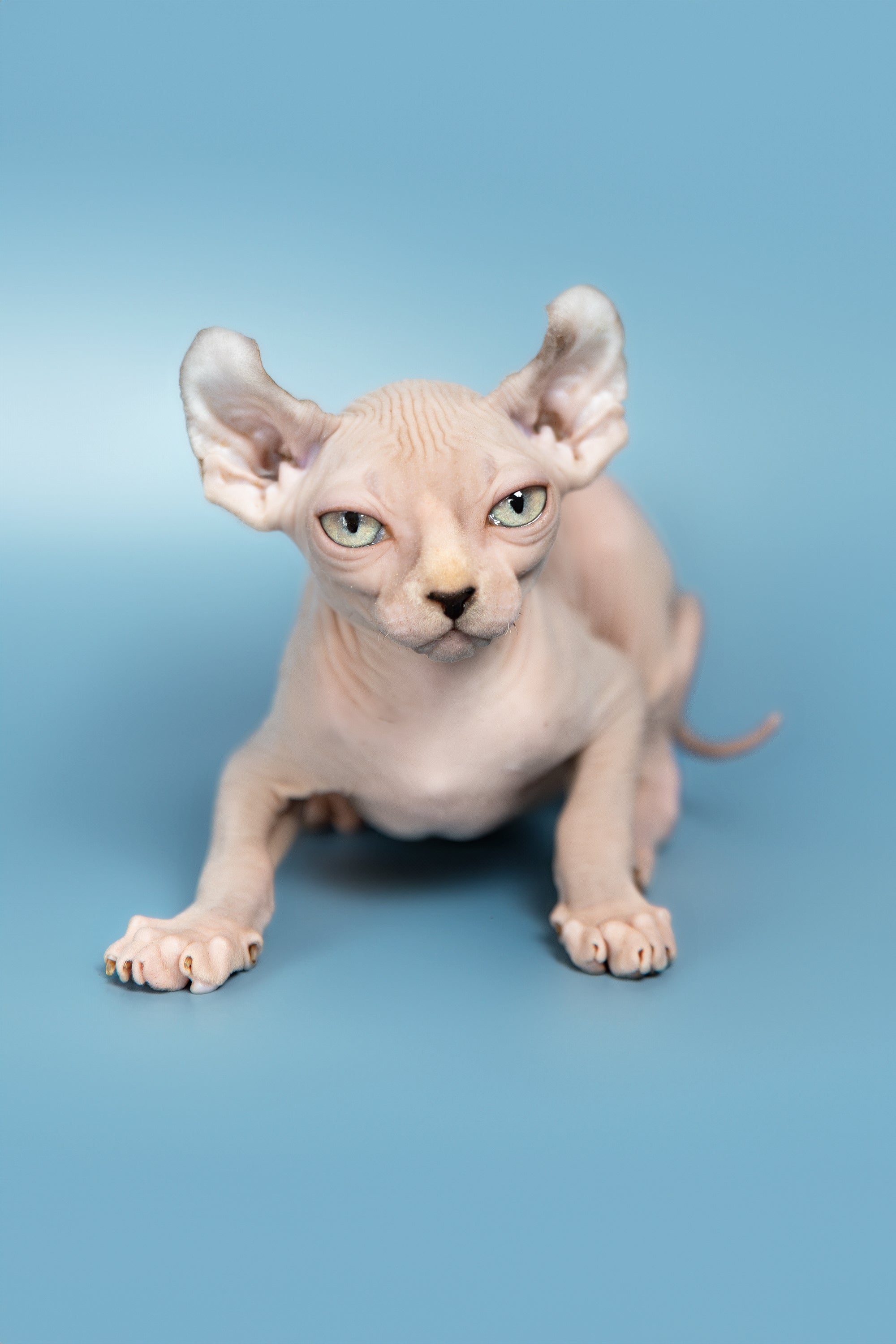 Adopt Milli, Your Loving Sphynx Kitten Today – Purebred Kitties