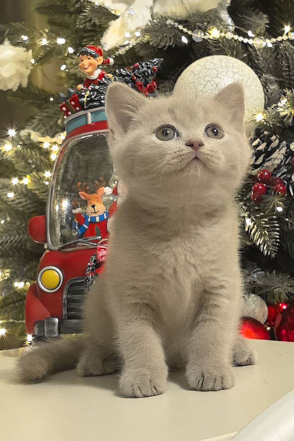 Meet Lima: Enchanting British Shorthair Kitten