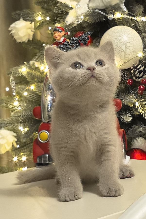 Meet Lima: Enchanting British Shorthair Kitten
