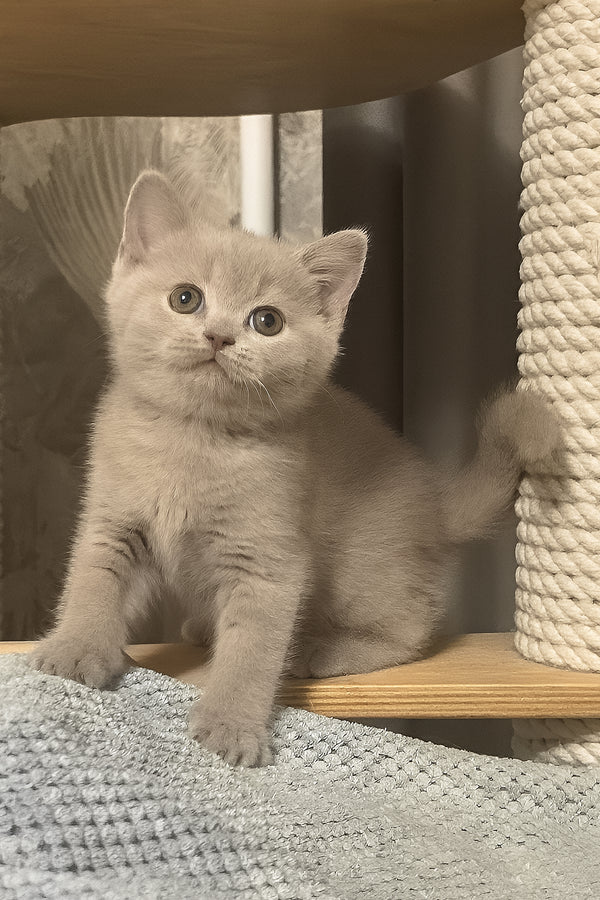 Meet Lima: Enchanting British Shorthair Kitten