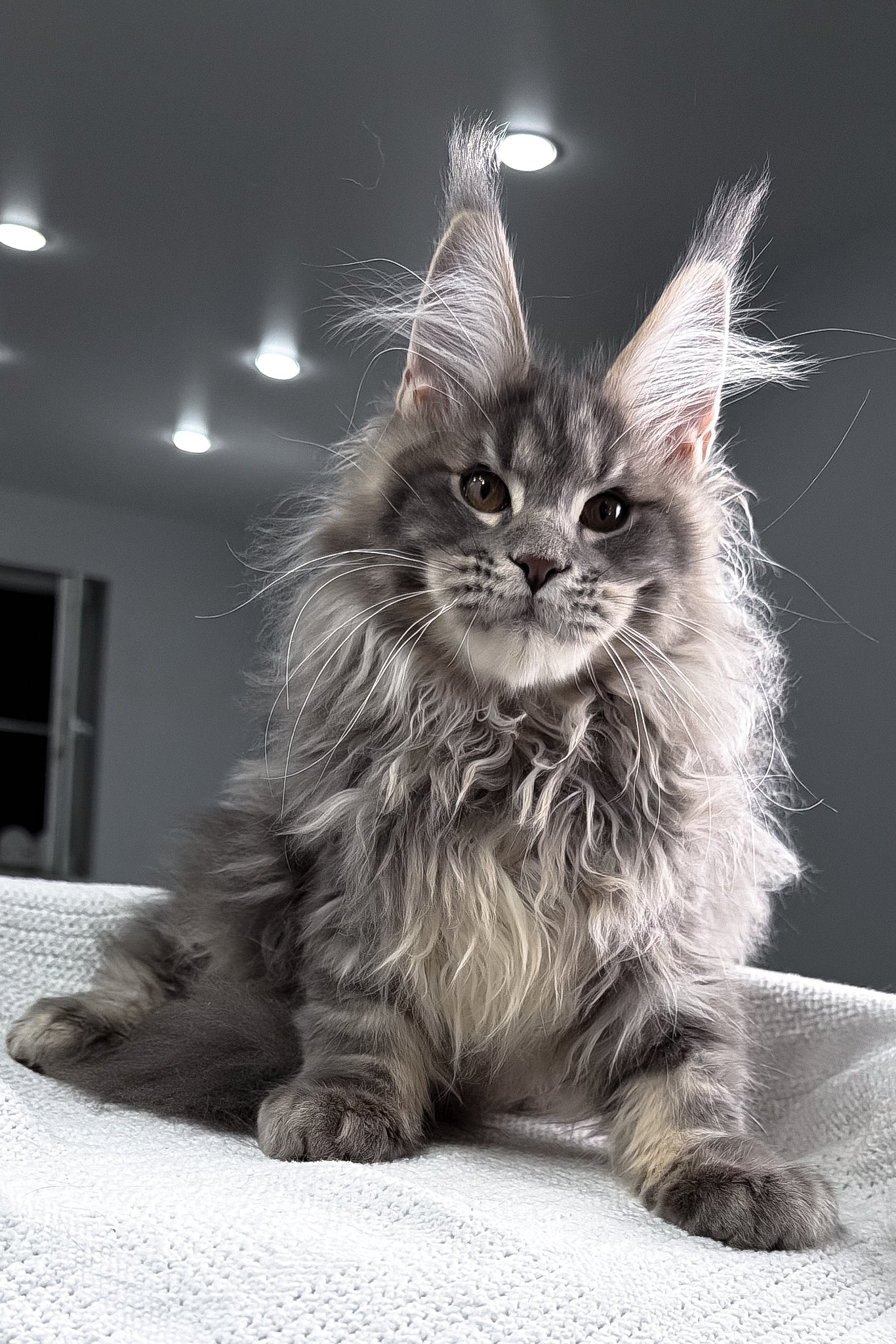 Meet Salute Blue Silver Classic Tabby Maine Coon Kitten with Fluffy Ears