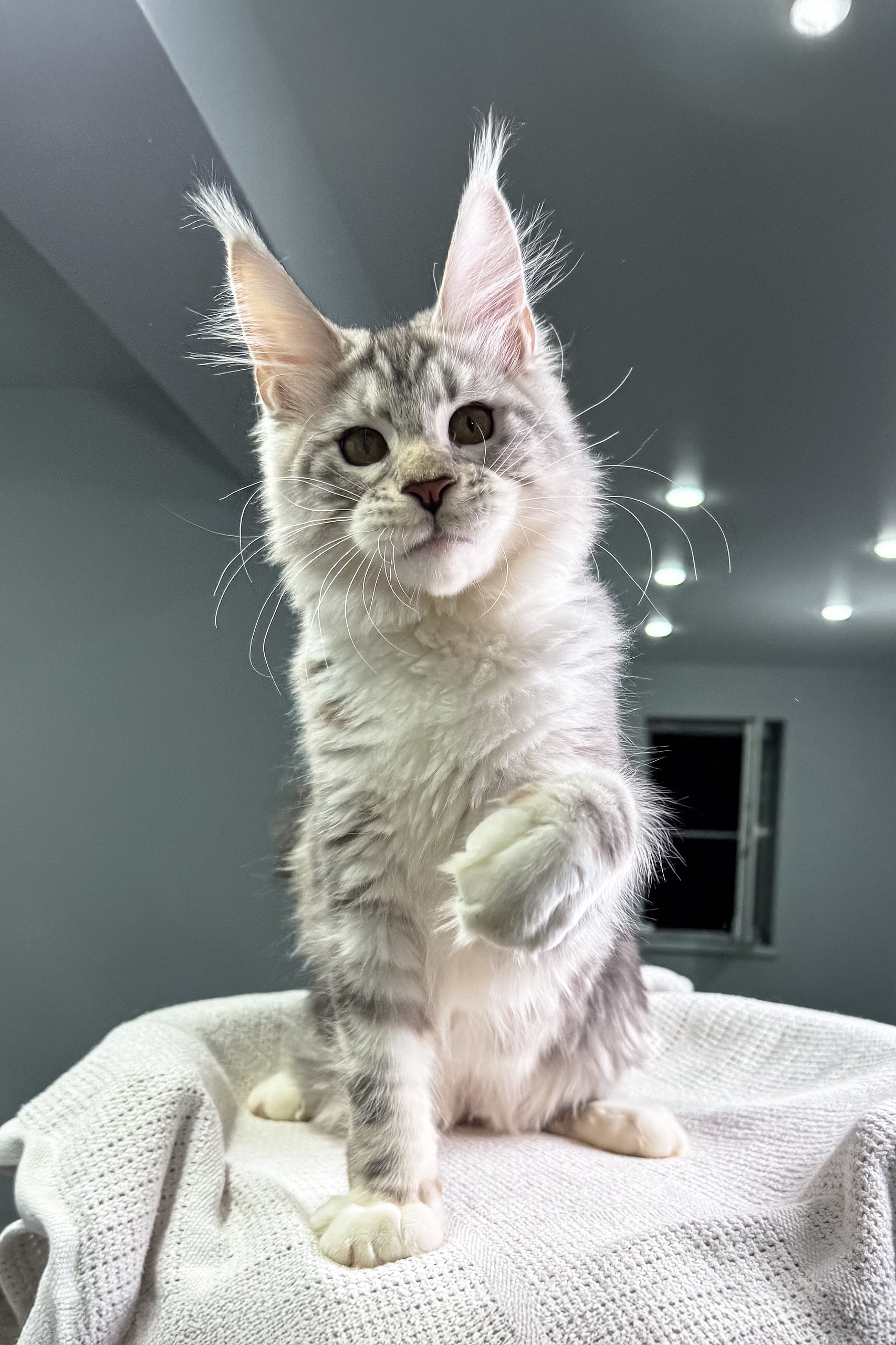 Vandergraff the Adorable Maine Coon Kitten