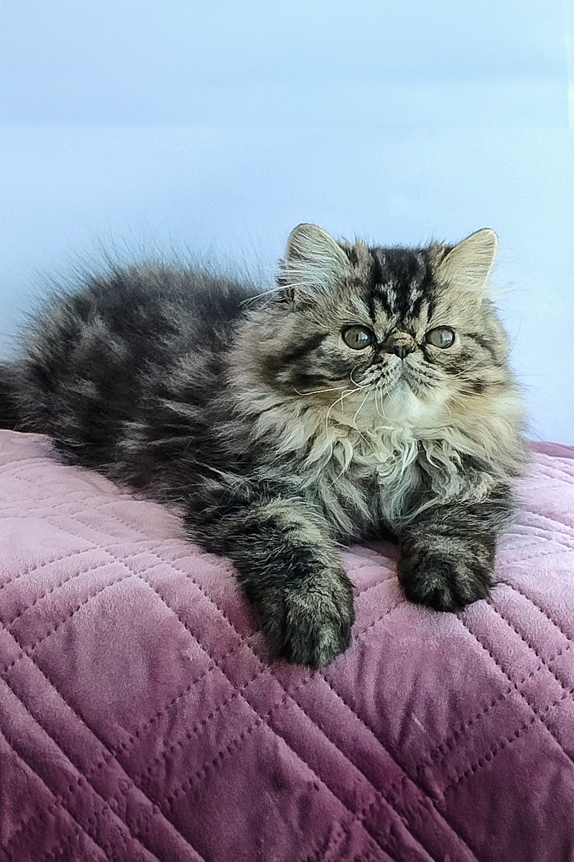 Adopt Almaz, Your Loving Persian Kitten Today – Purebred Kitties