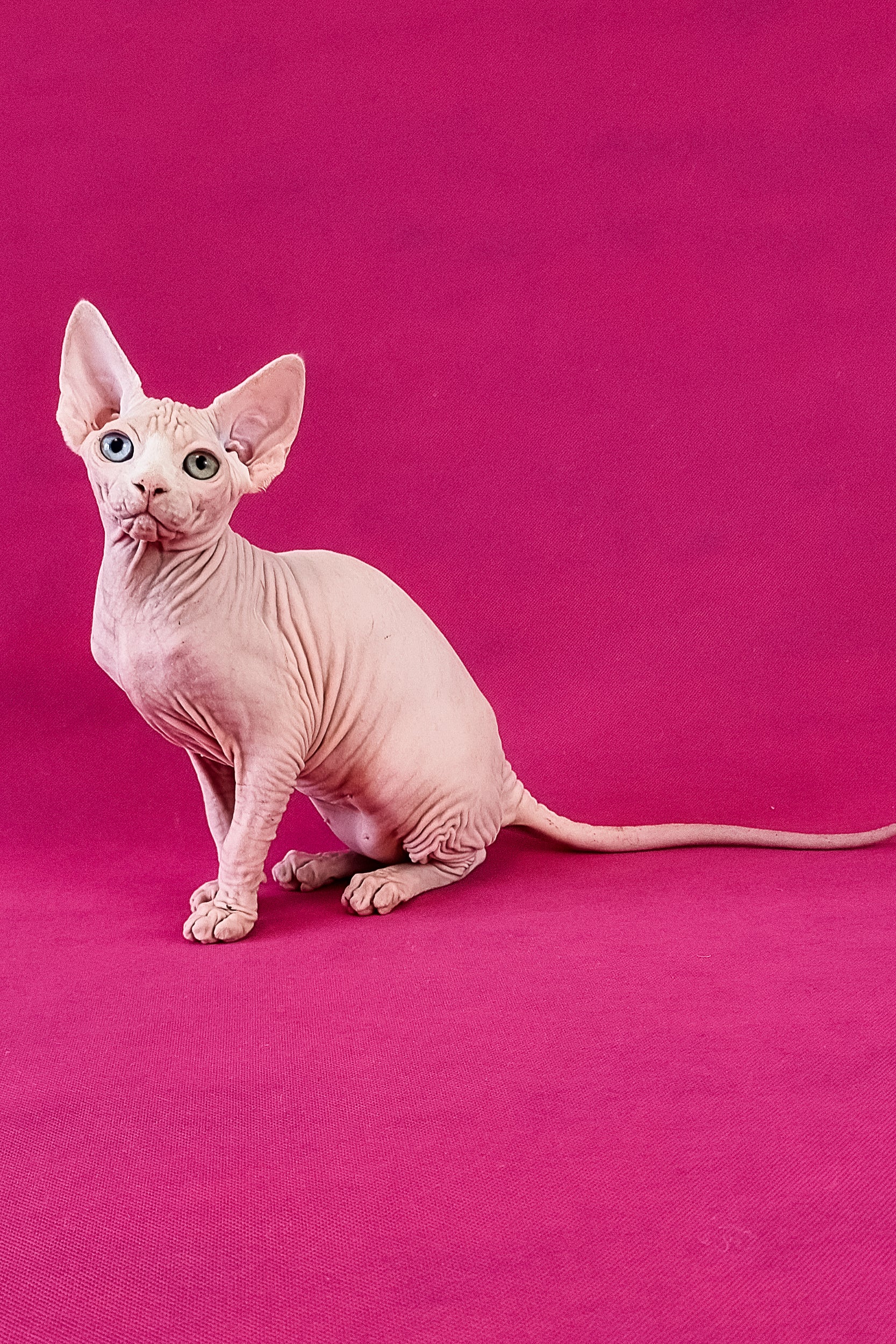 Adopt Calibri: Unique Canadian Sphynx Kitten