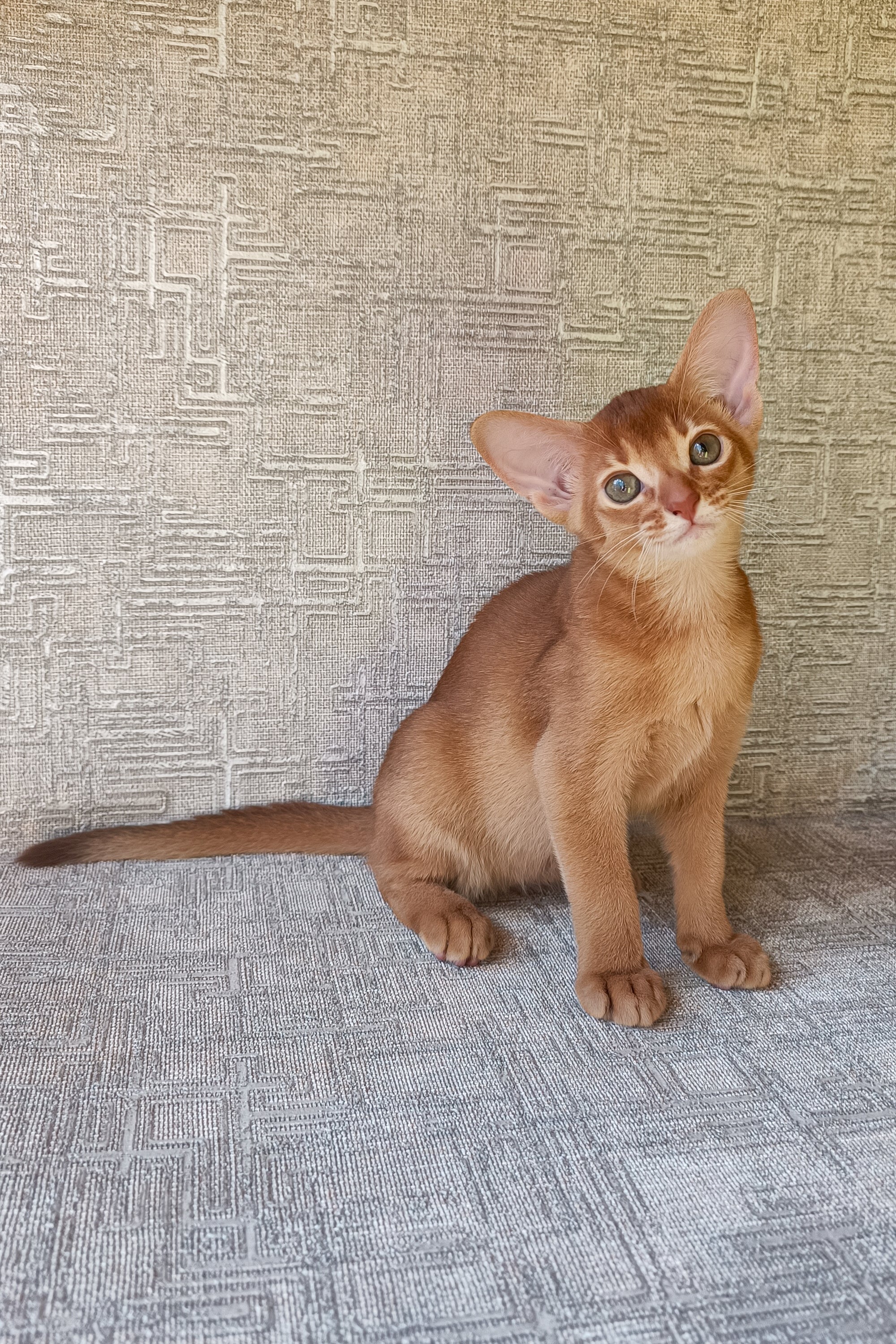 Darling Abyssinian Kitten with Radiant Red Fur