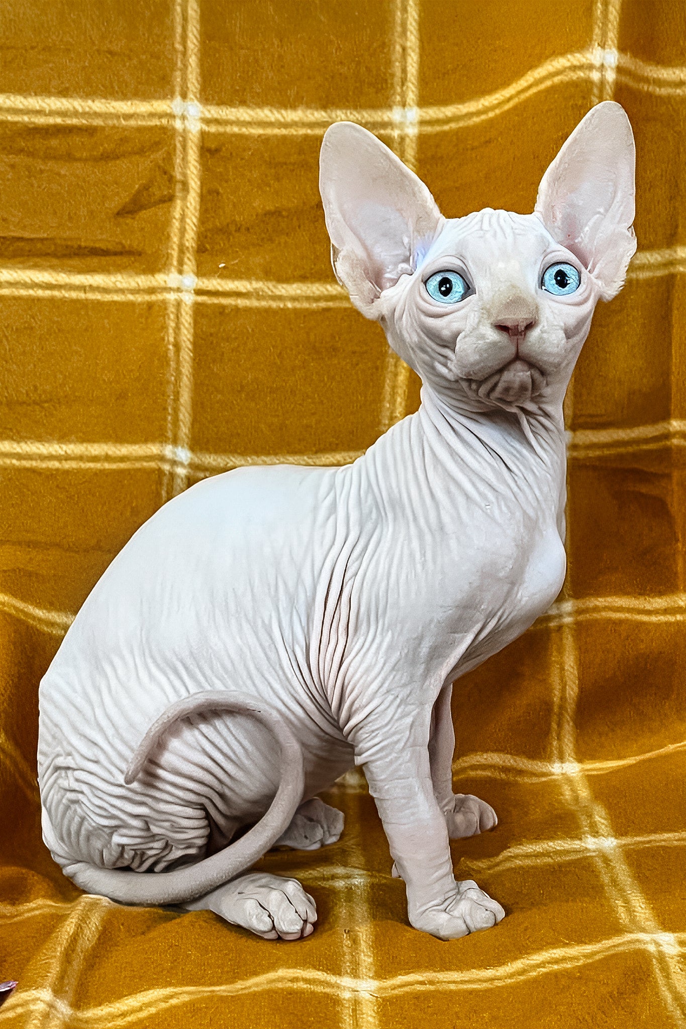 Meet Dekster The Charming Sphynx Kitten