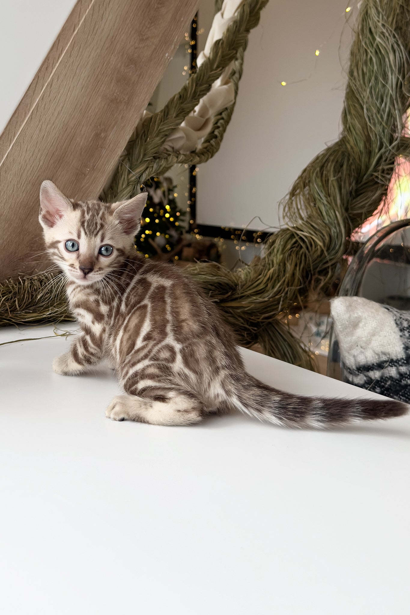 Dixon the Bengal Kitten with Blue Eyes
