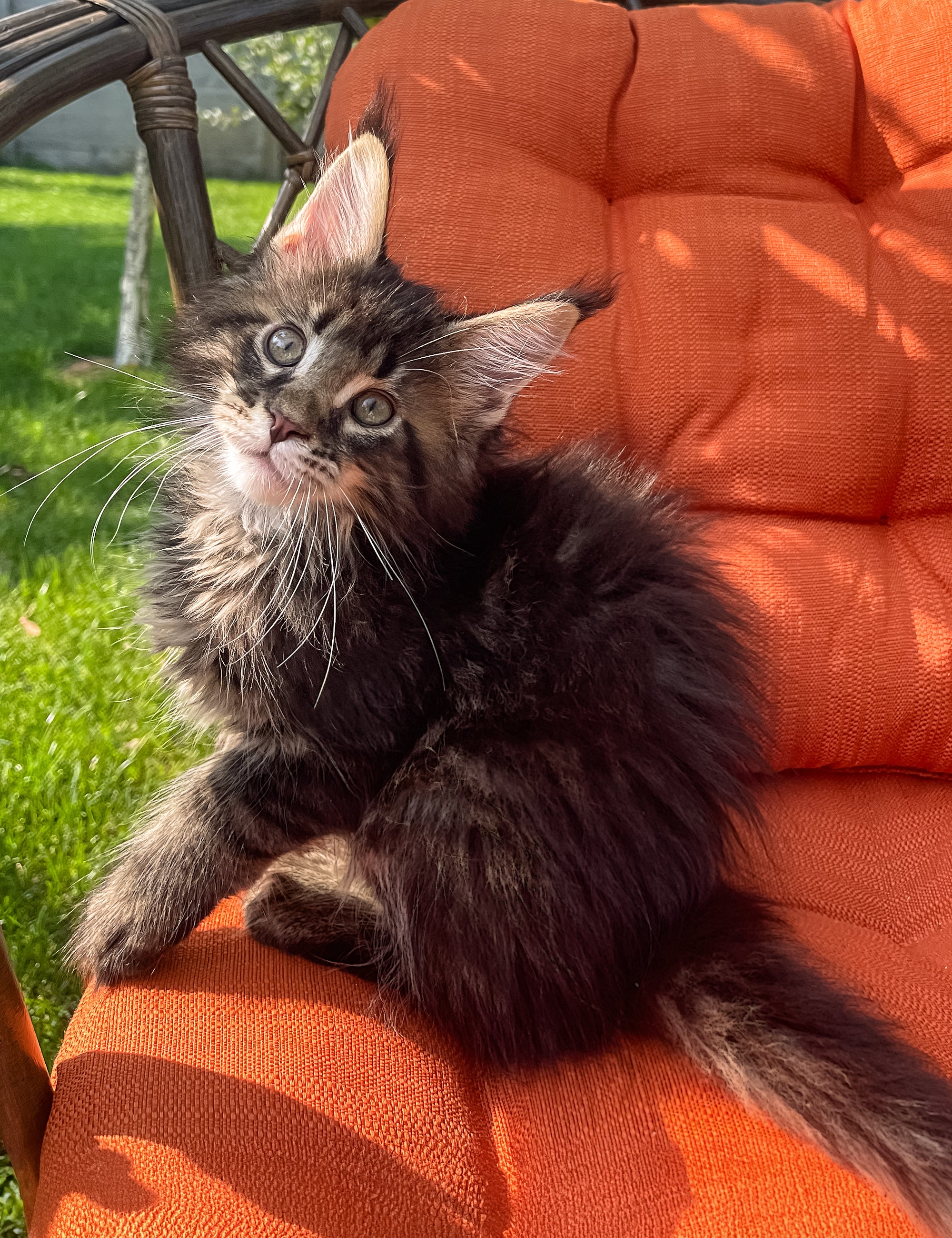 Discover the Graceful Turkish Angora Cat - Your Ultimate Guide ...