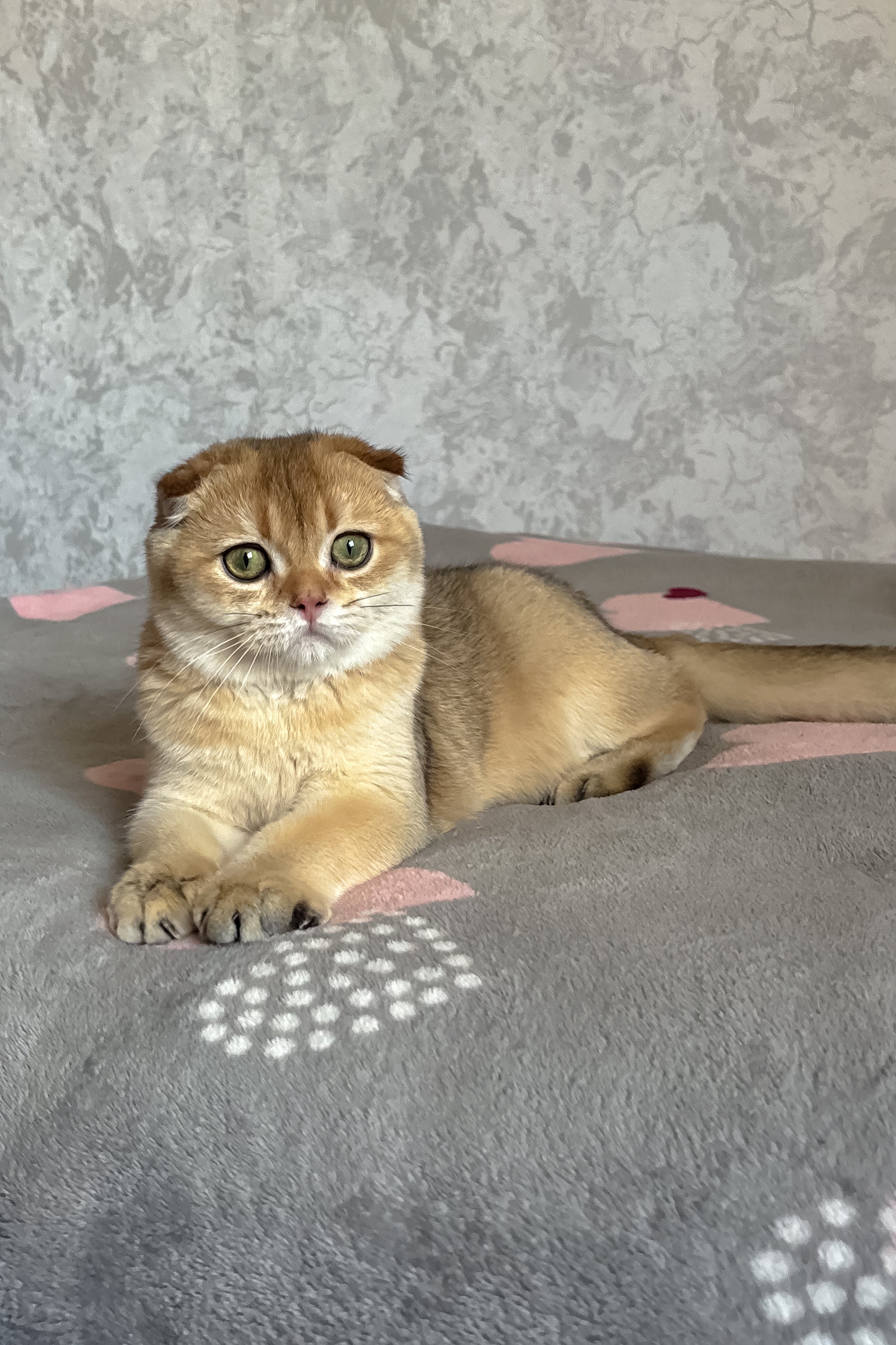 Gatto Adulto Scottish Fold