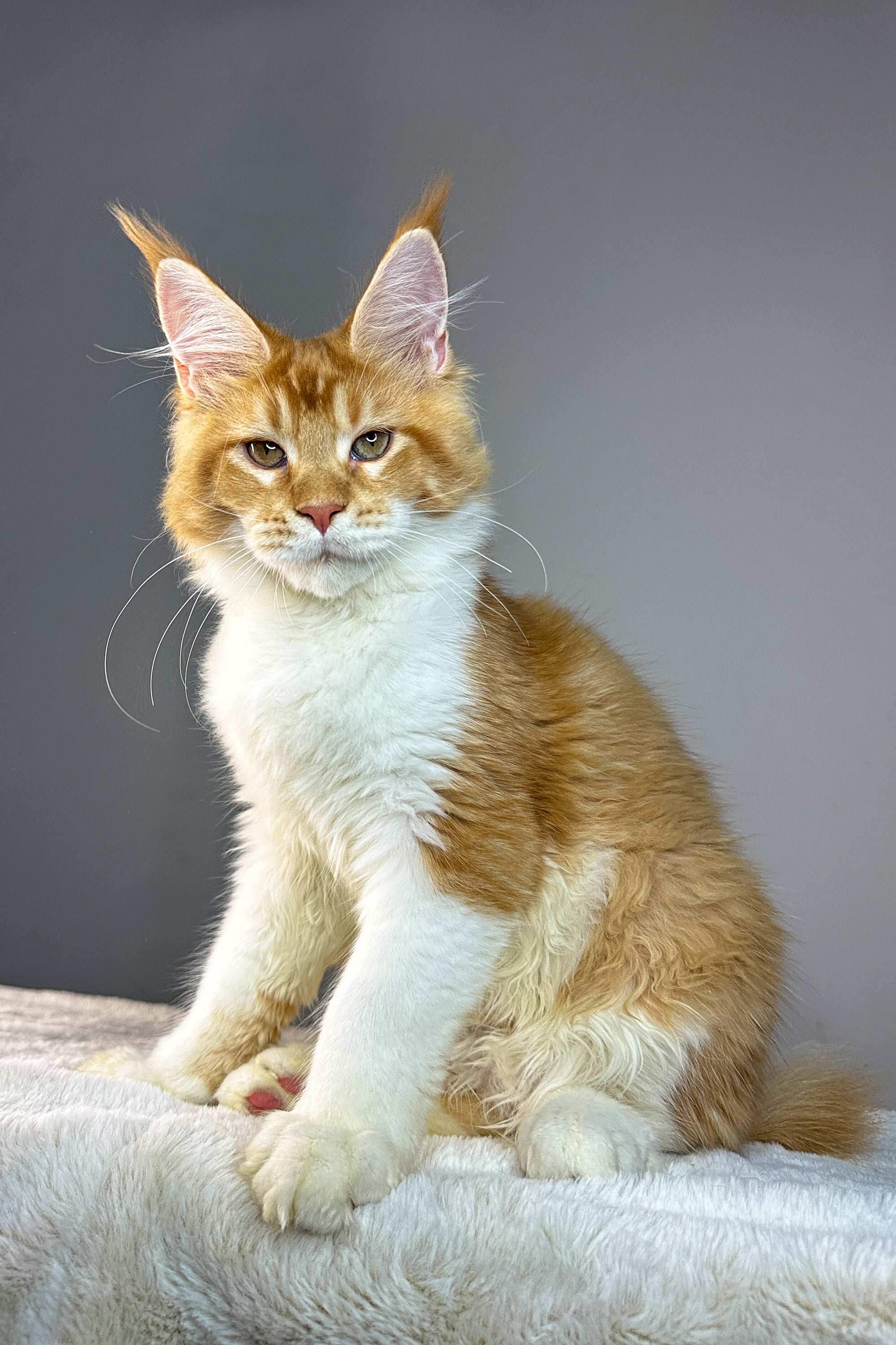 Meet George: Fluffy Maine Coon Kitten Charm