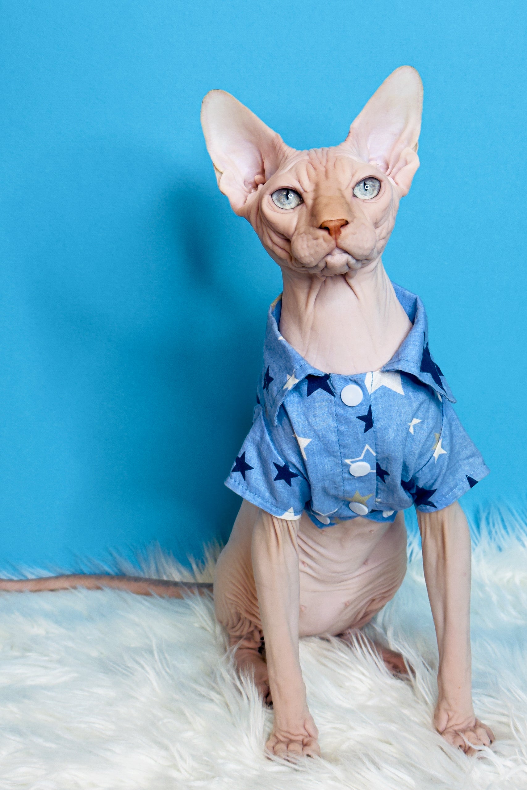 Meet Ice Cream Canadian Sphynx Kitten Blue Eyes