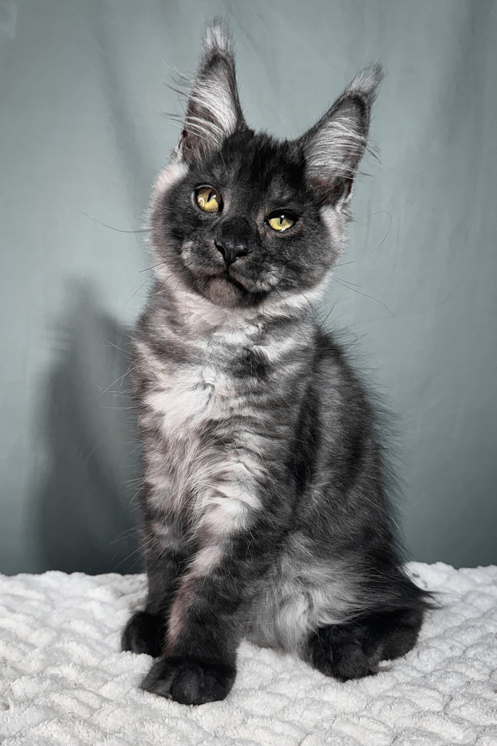 Ultimate Guide to Bombay Cats: Care, History, and Personality Insights ...