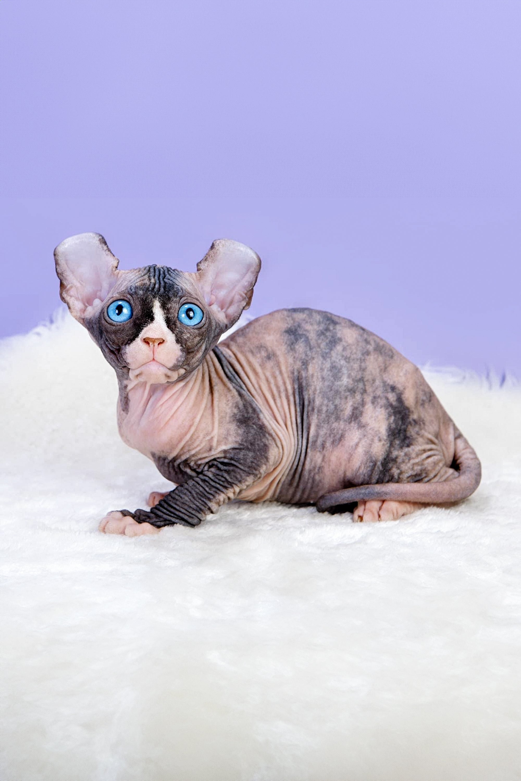 Inessa the Canadian Elf Sphynx Kitten Awaits You
