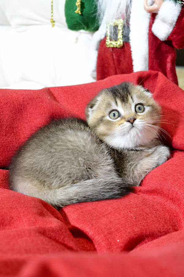 Meet Jasmine Sweet Scottish Fold Kitten