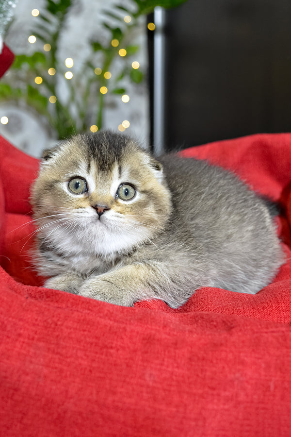 Meet Jasmine Sweet Scottish Fold Kitten