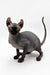 Jovi Dwelf Sphynx Kitten with Yellow Eyes