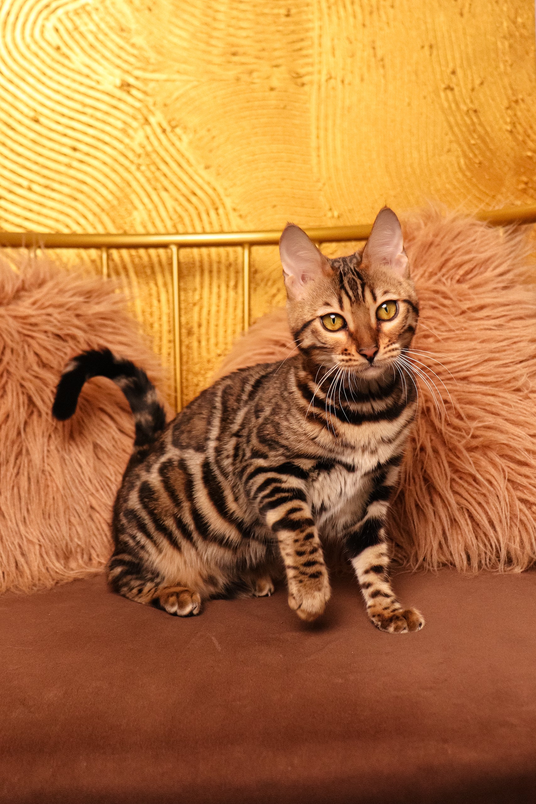 Fall in Love with Kate the Bengal Kitten