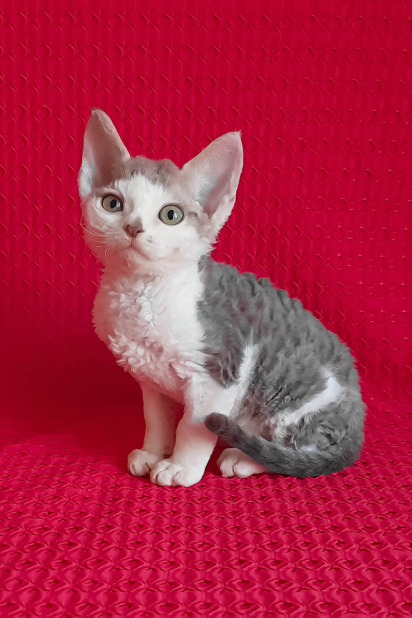 Meet Kevin the Charming Devon Rex Kitten