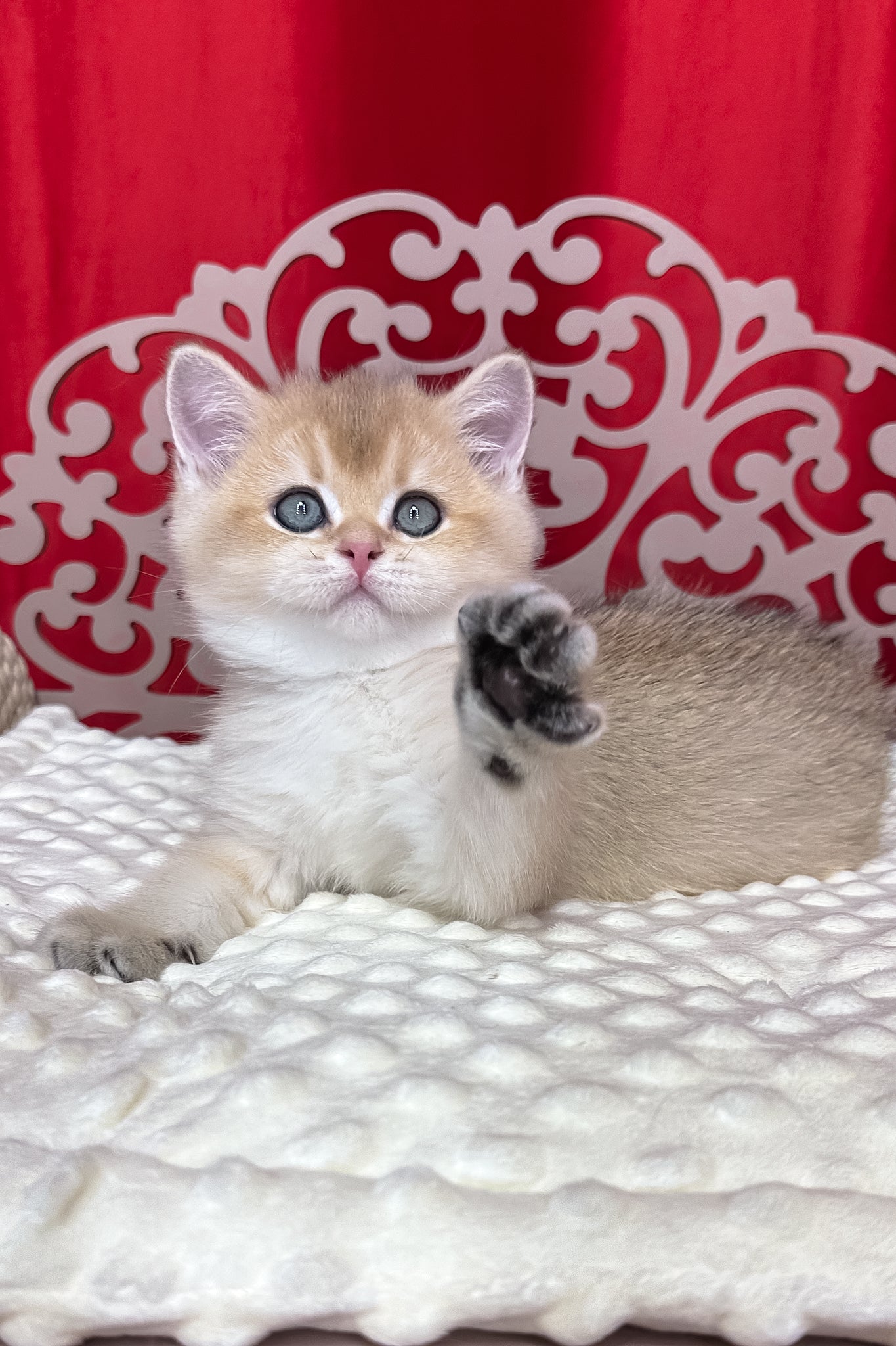Kevin British Shorthair Kitten with Green Eyes
