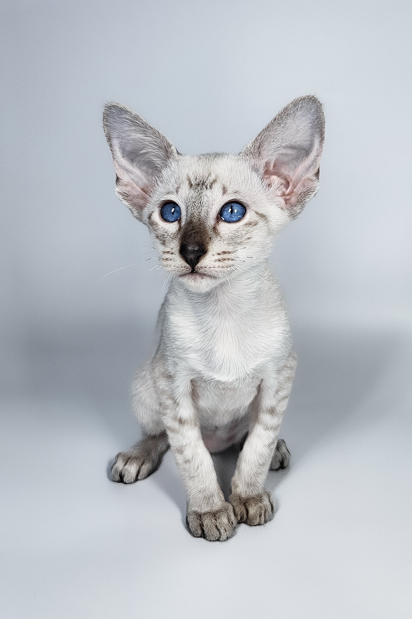 Meet Lileya Adorable Oriental Shorthair Kitten
