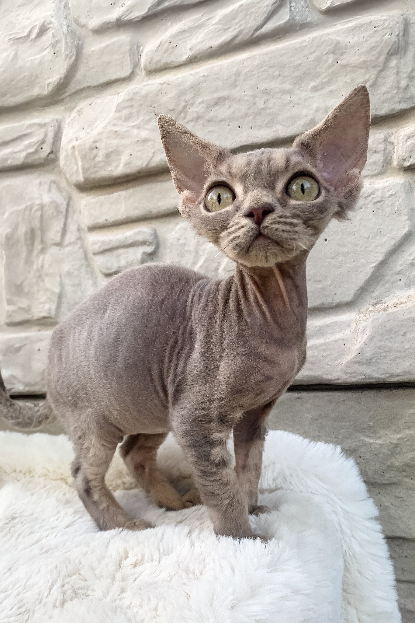 Linda Devon Rex Kitten Adorable Blue Spotted Tabby Beauty