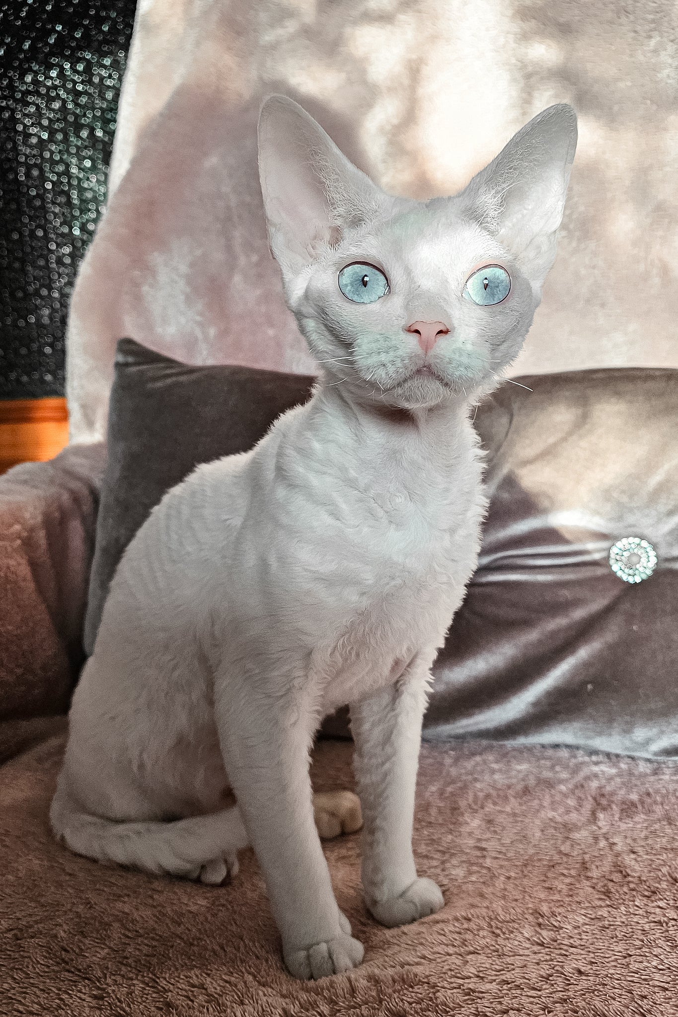Meet Luna Cute Devon Rex Kitten with Blue Eyes