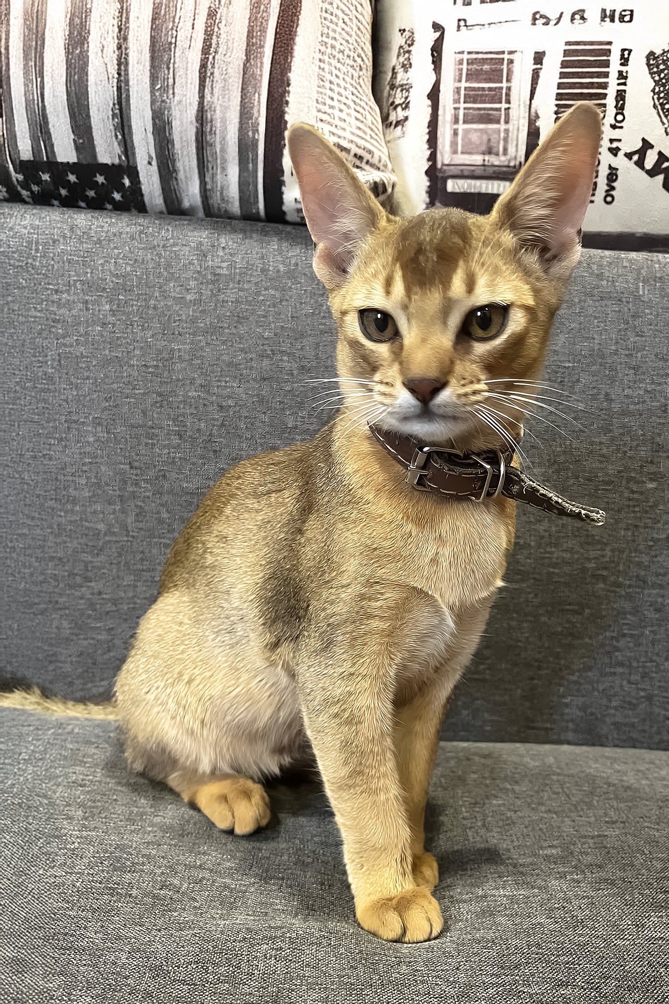 Marik the Abyssinian Kitten with Ruddy Fur