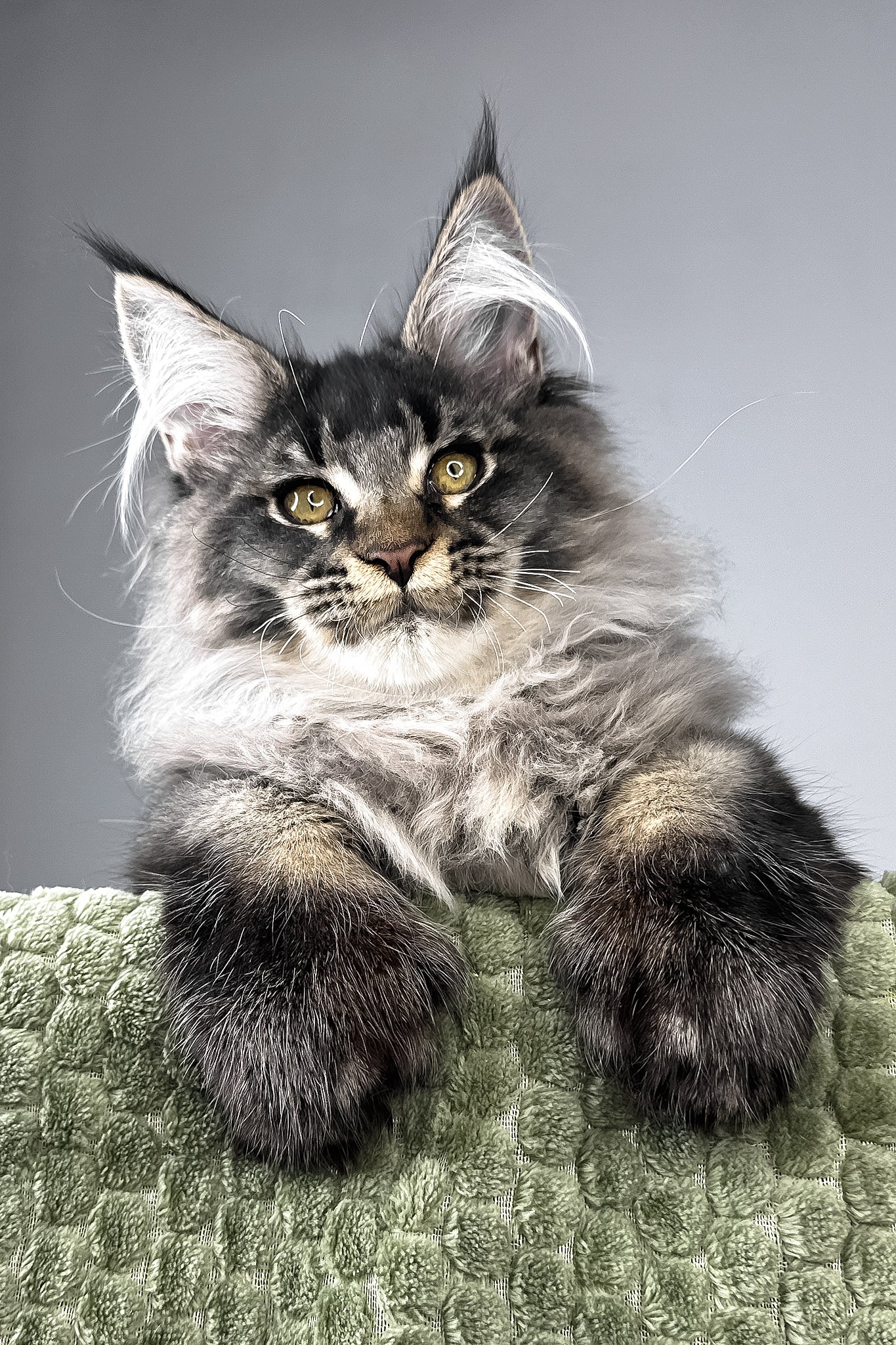 Meet Mark Your Loving Polydactyl Maine Coon Kitten