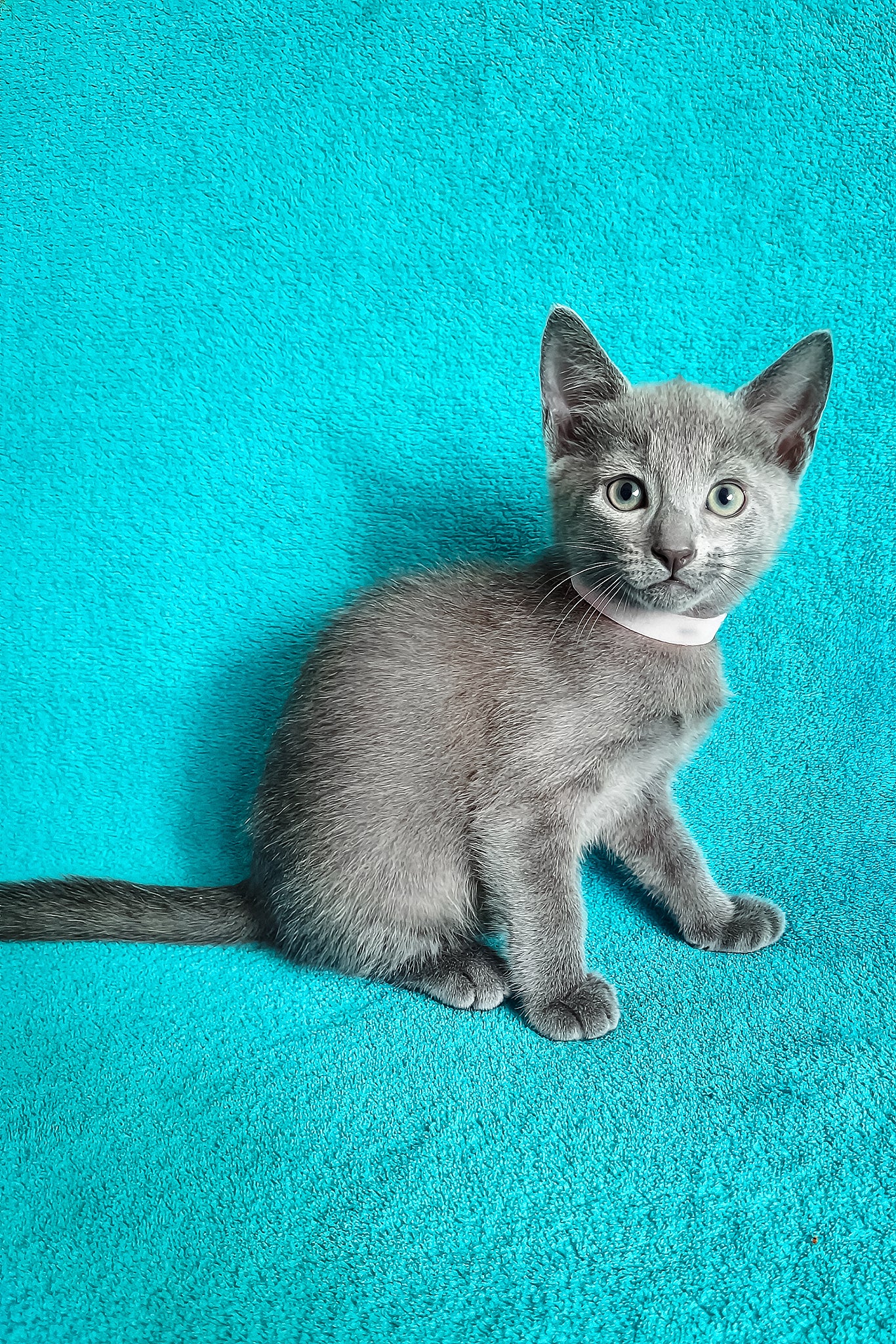 Meet Mary: Your Adorable Russian Blue Kitten