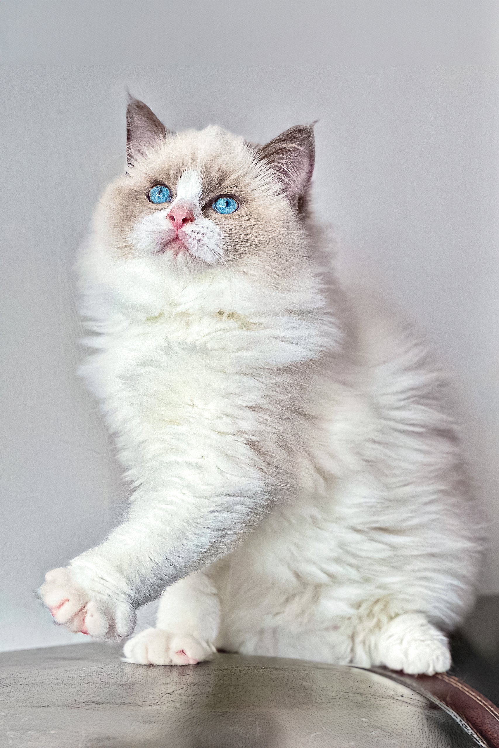 Max the Adorable Ragdoll Kitten with Blue Eyes