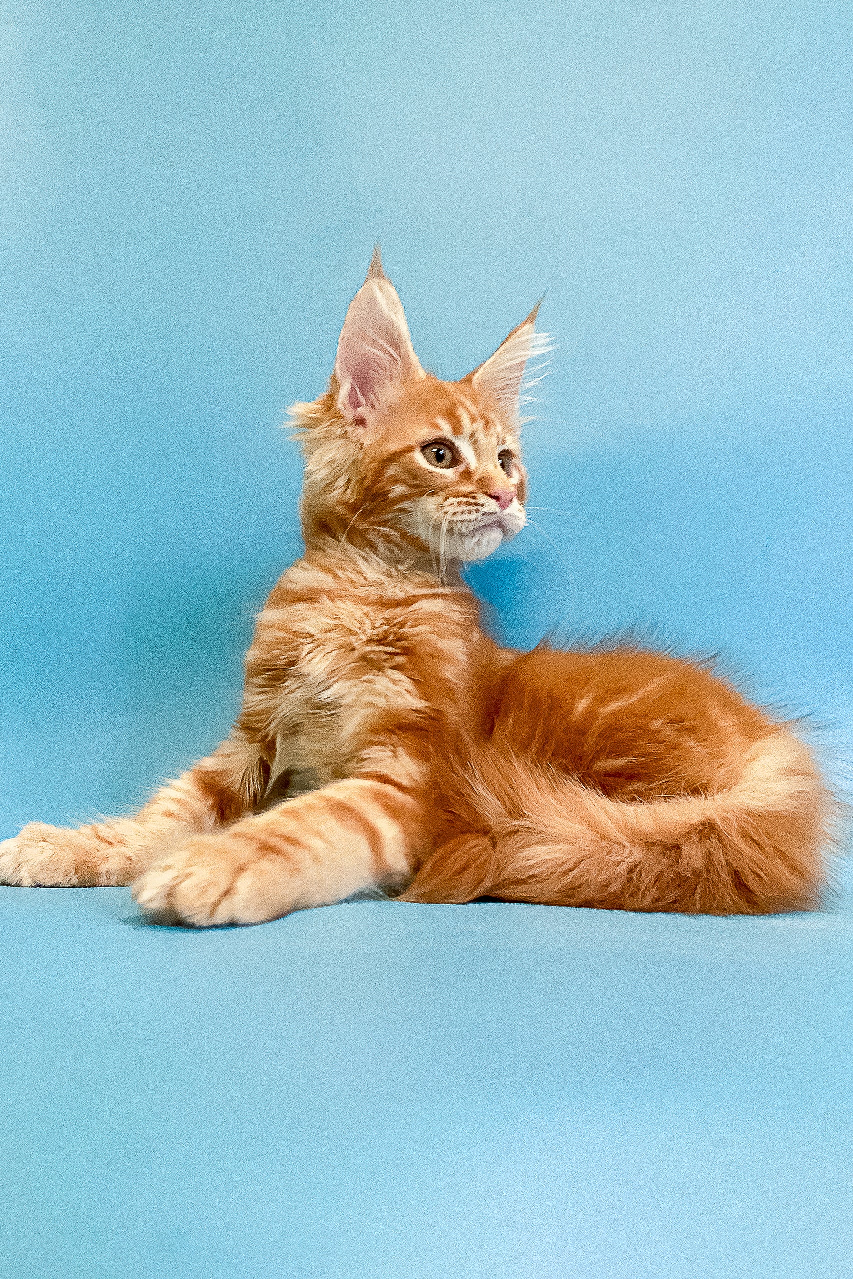 Meet May the Ginger Maine Coon Kitten