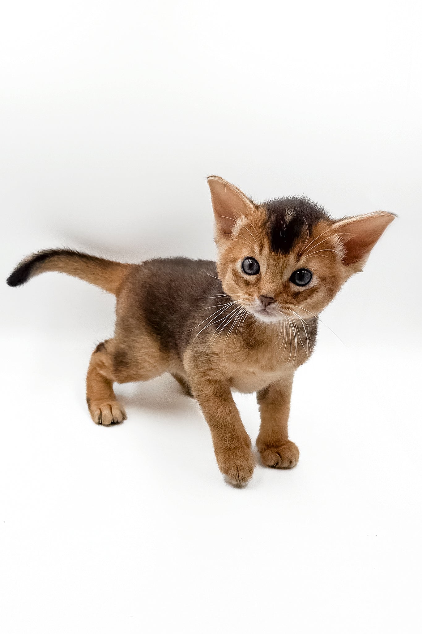Meet Nice: A Charming Abyssinian Kitten