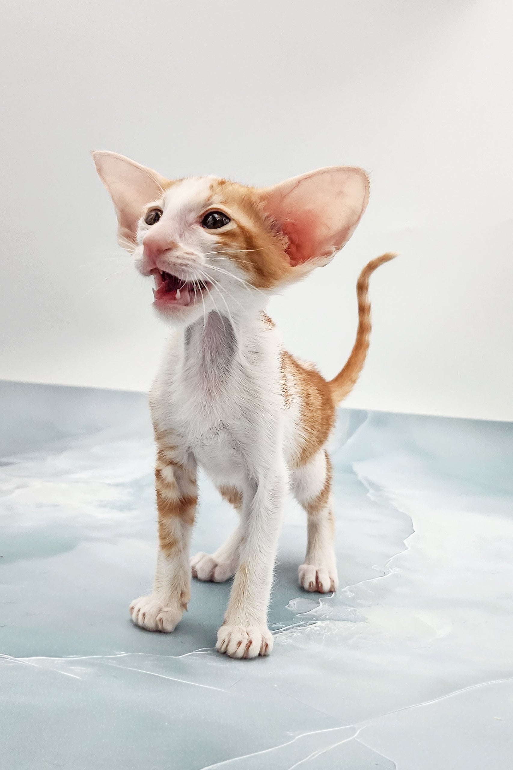 Norbert Oriental Shorthair Kitten Ginger Delight
