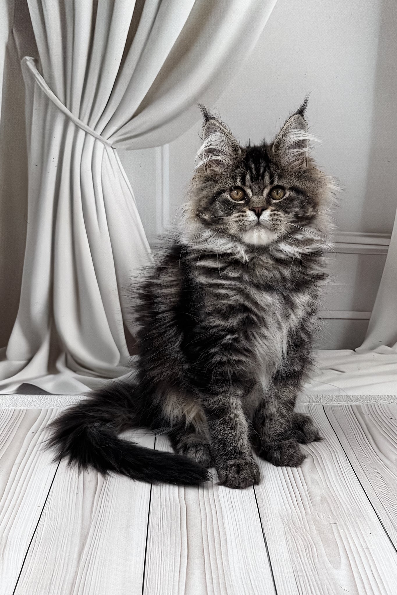 Nuf-nuf Maine Coon Kitten: Fluffy Black Blotched Tabby Beauty