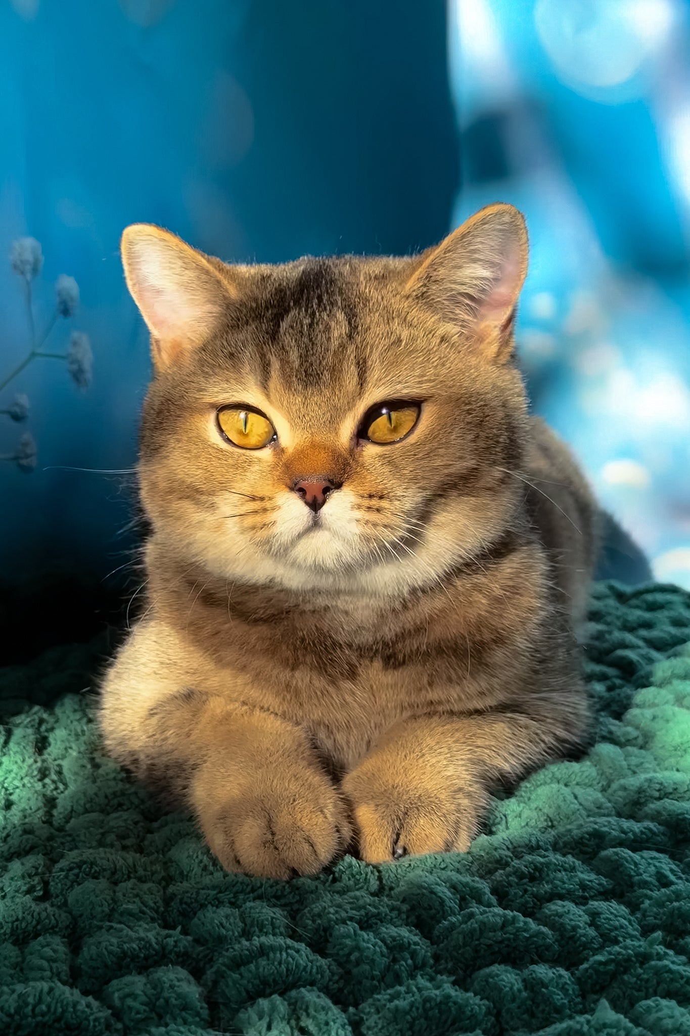 Ofeliya – A Graceful Beauty in Black Ticked Tabby Elegance