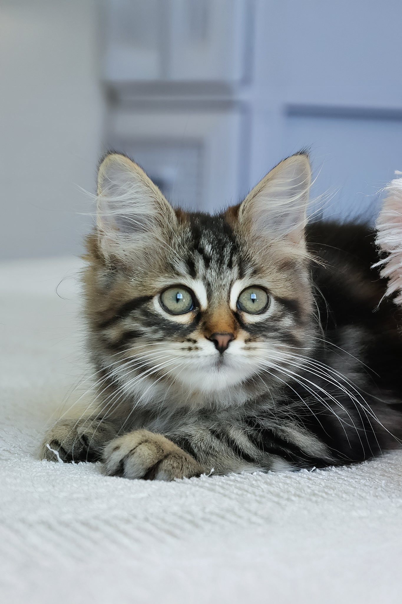 Fall for Peppi the Cuddly Siberian Kitten