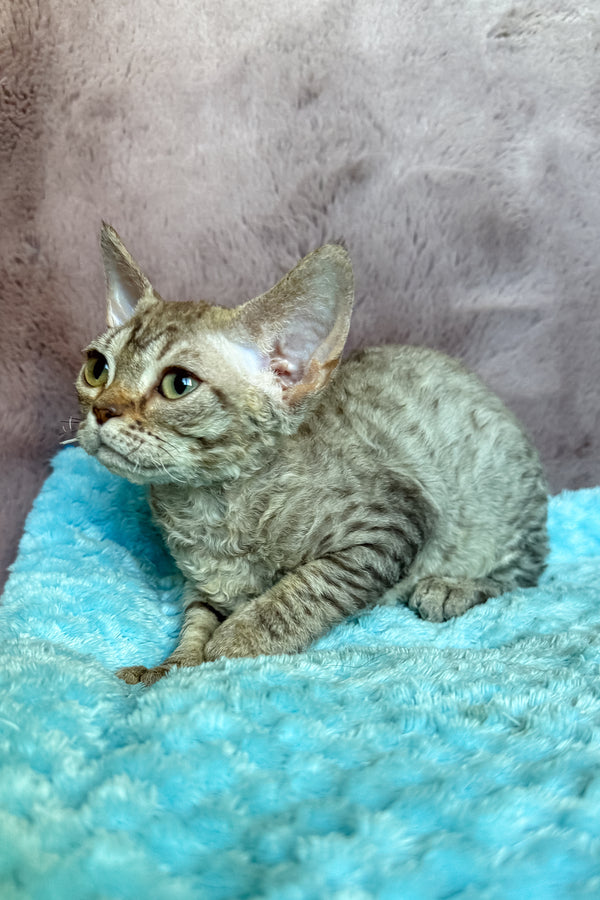 Rory the Lovable Chocolate Tabby Devon Rex Kitten