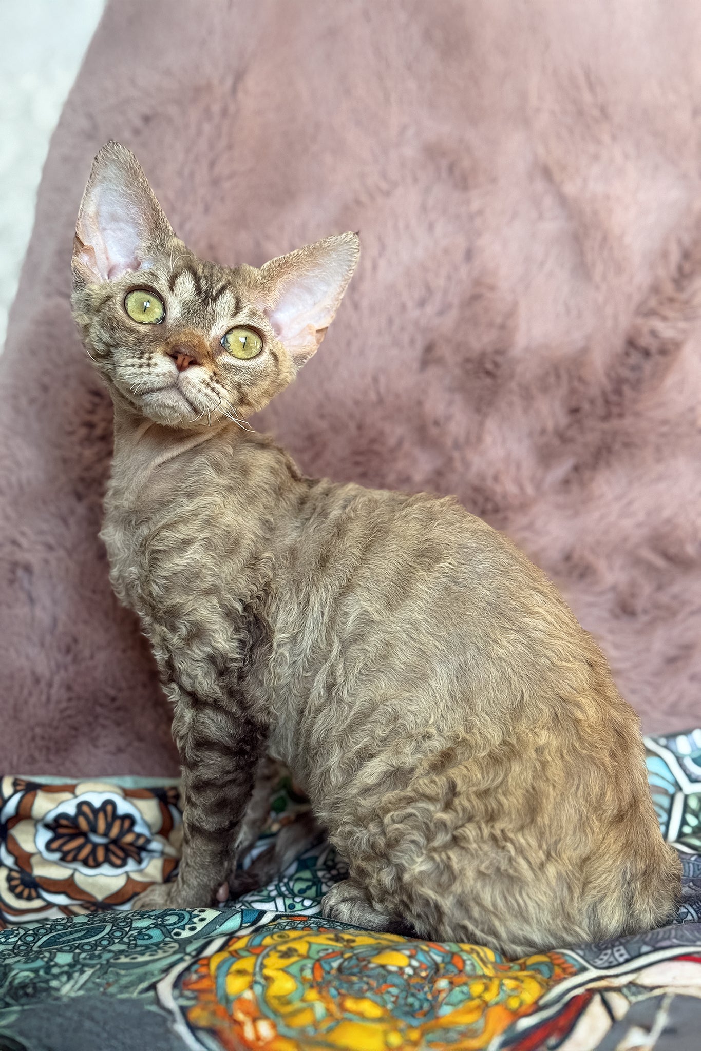 Rory the Lovable Chocolate Tabby Devon Rex Kitten