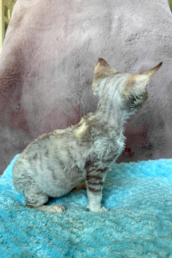 Ruby the Devon Rex Kitten Lovely and Unique