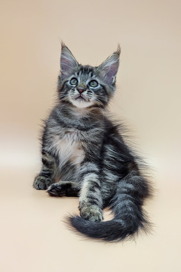 Adopt Samson, Your Loving Maine Coon Kitten Today – Purebred Kitties